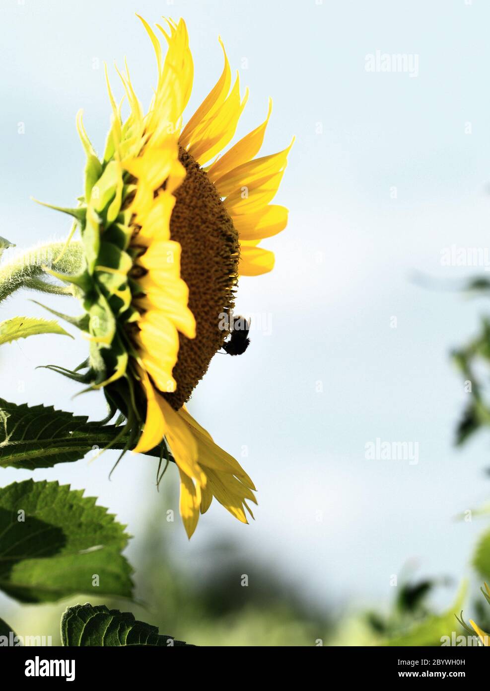 Beautiful sunflower field hi-res stock photography and images - Alamy