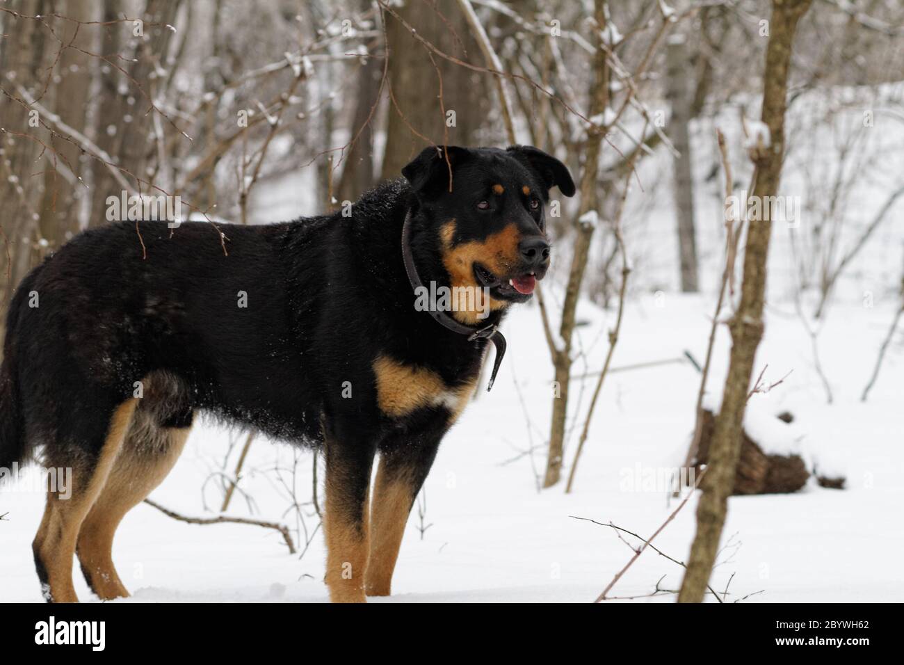 Photo of a rottweiler in the forest at winter Stock Photo - Alamy