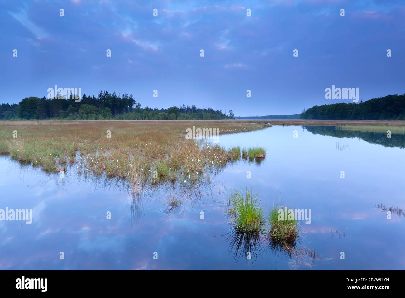 wild swamp in forest at dusk Stock Photo - Alamy