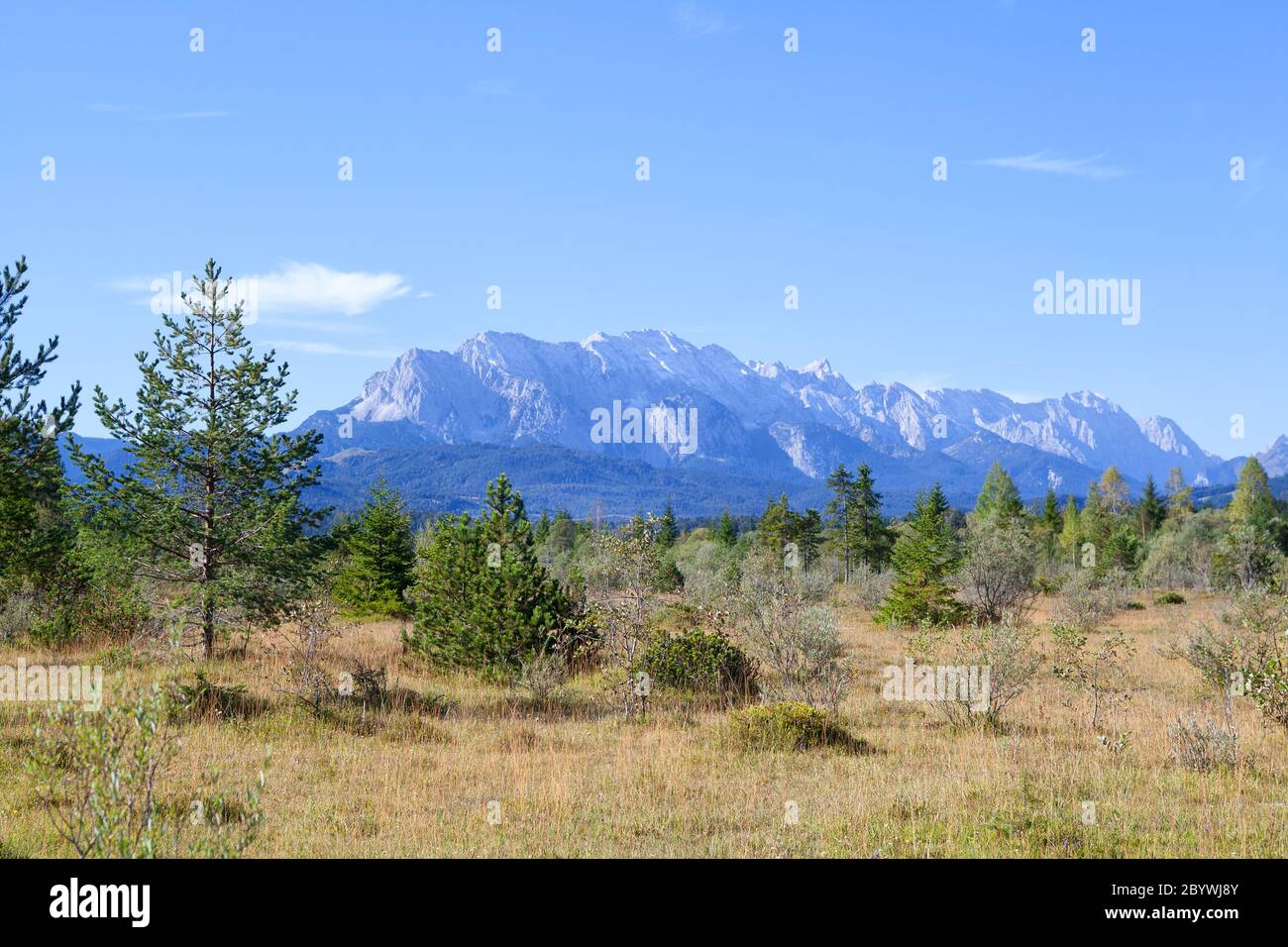 young forest and view on Alps Stock Photo - Alamy