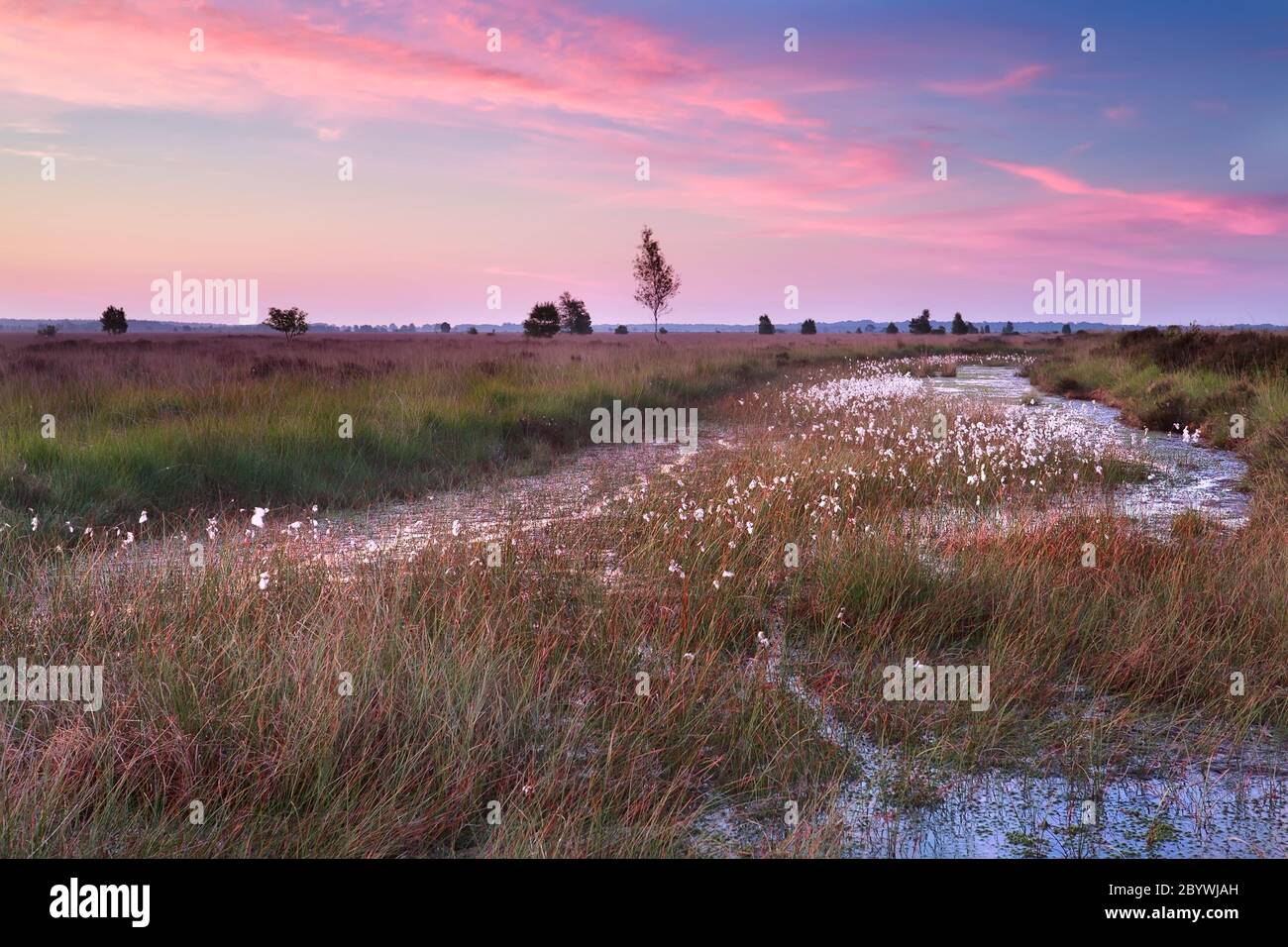 beautiful sunrise over swamp in summer Stock Photo - Alamy