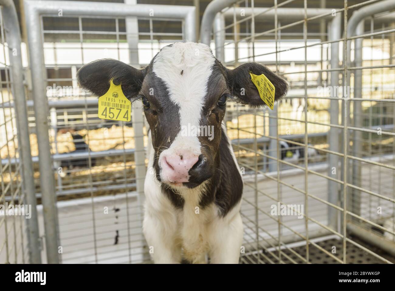 Cow m hi-res stock photography and images - Alamy