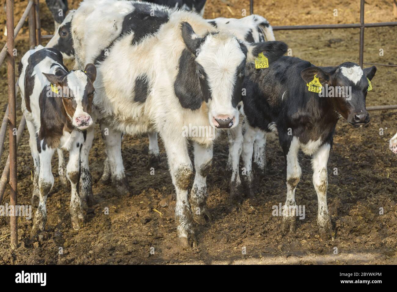 Urban farm agri hi-res stock photography and images - Alamy