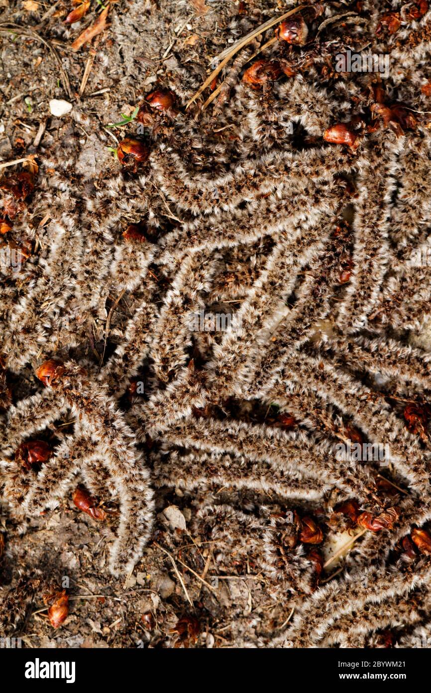 Tree crop hi-res stock photography and images - Alamy