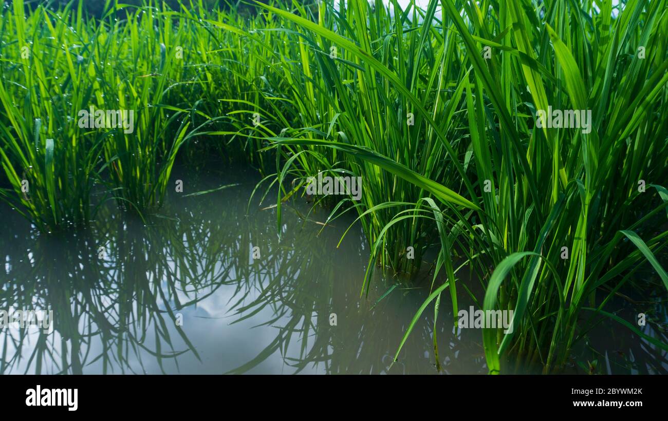Rice plants with enough water, entering the harvest season, water needs ...