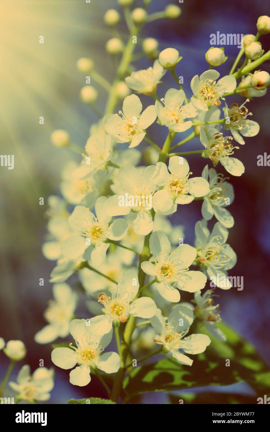 Cherry tree flowers hi-res stock photography and images - Alamy