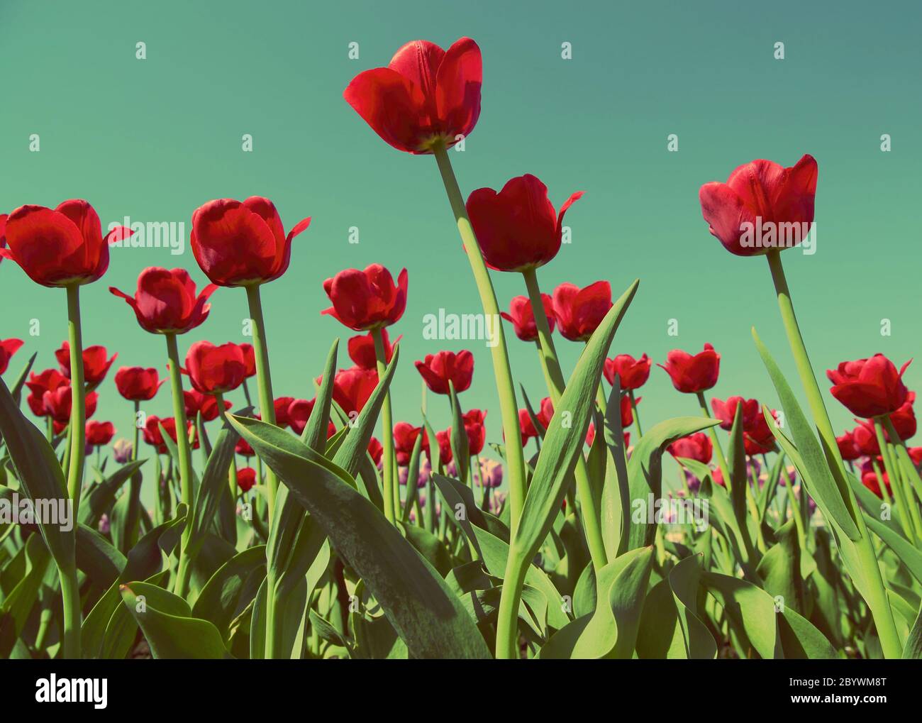 Retro sun bed hi-res stock photography and images - Alamy