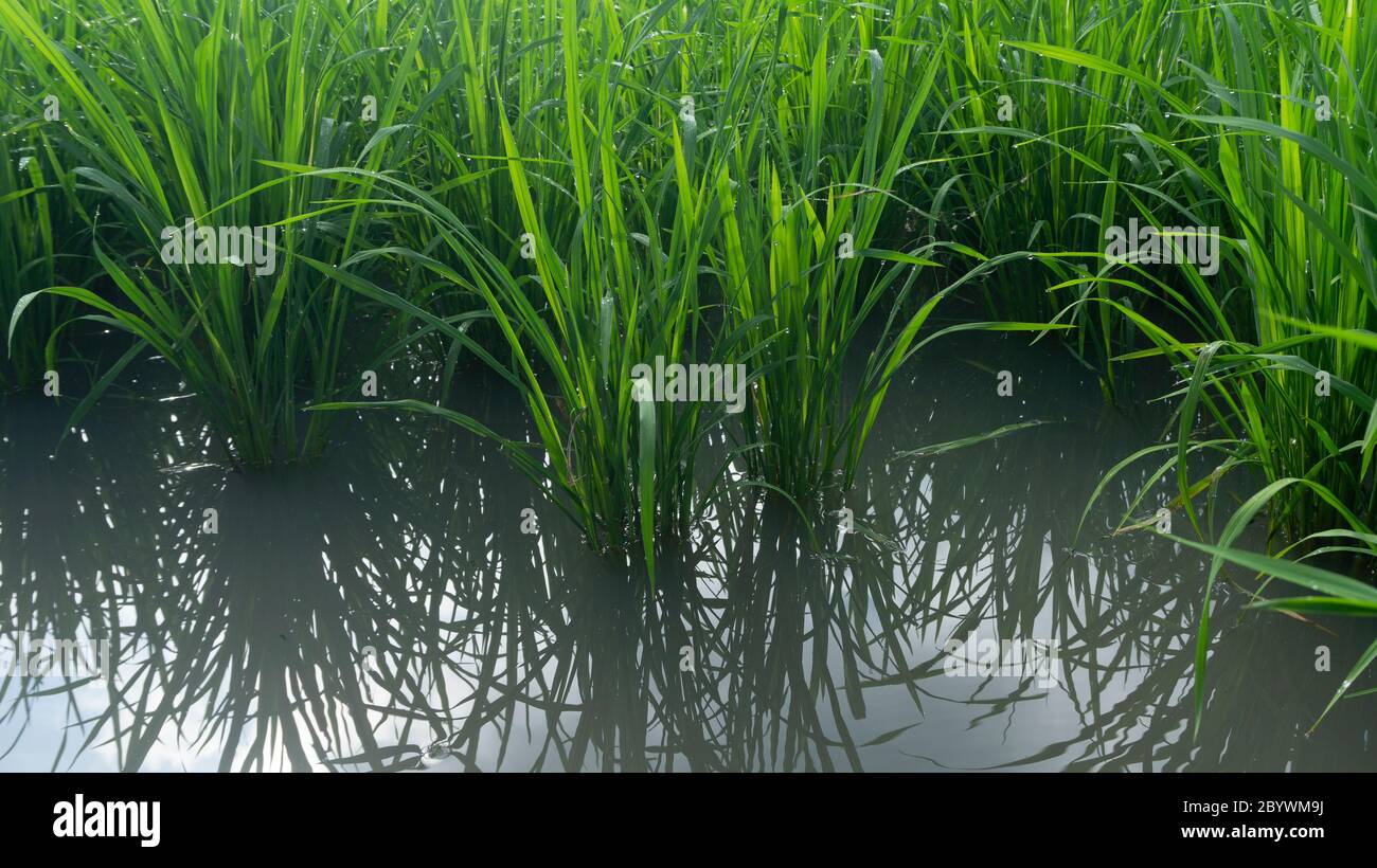 Rice plants anatomy hi-res stock photography and images - Alamy