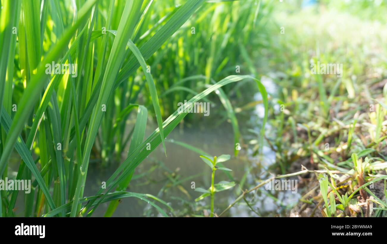 Rice plants with enough water, entering the harvest season, water needs ...