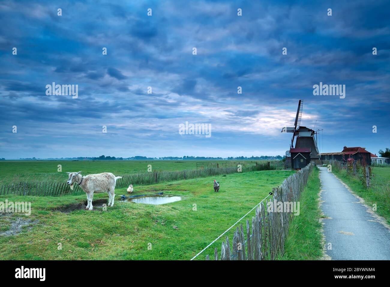 morning sky over Dutch farm with windmill and goat Stock Photo - Alamy