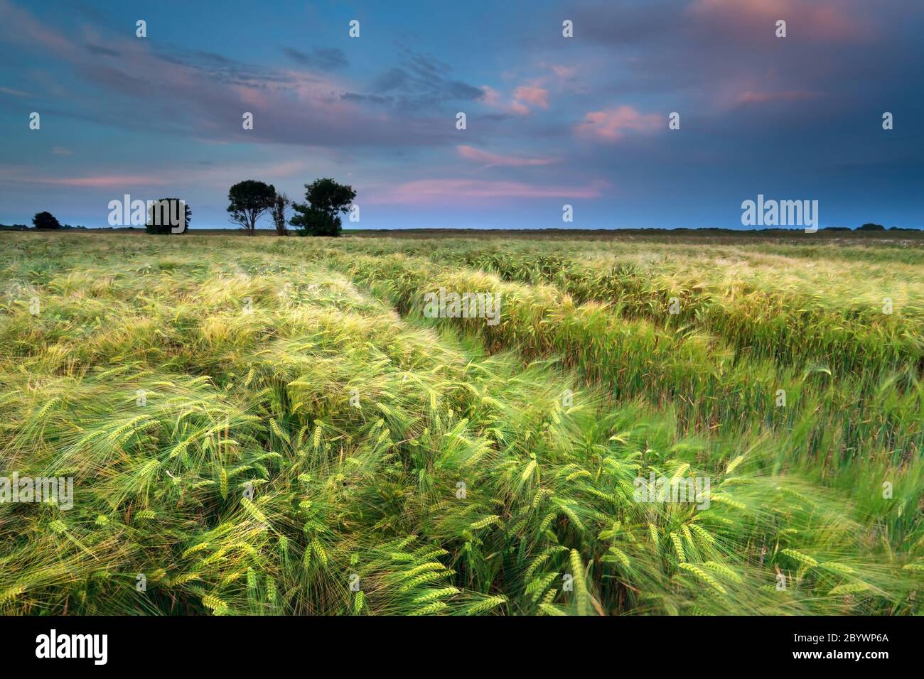 Sunset over green wheat field hi-res stock photography and images - Alamy