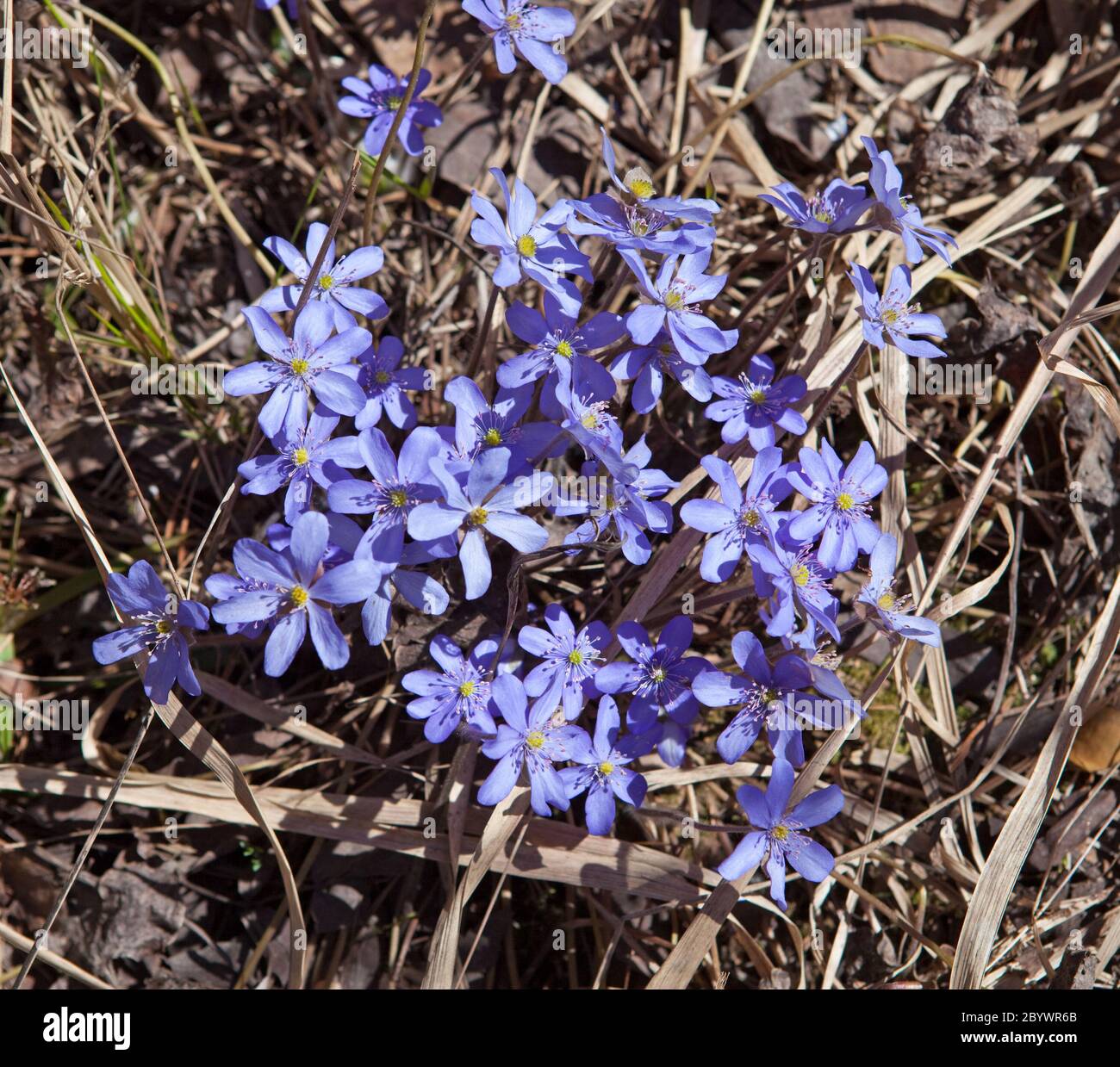 First spring blue flower hi-res stock photography and images - Alamy