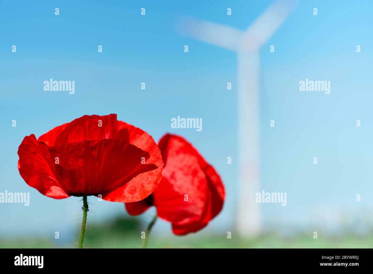 Two wild red poppy flowers outdoors on blue sky background with modern ...
