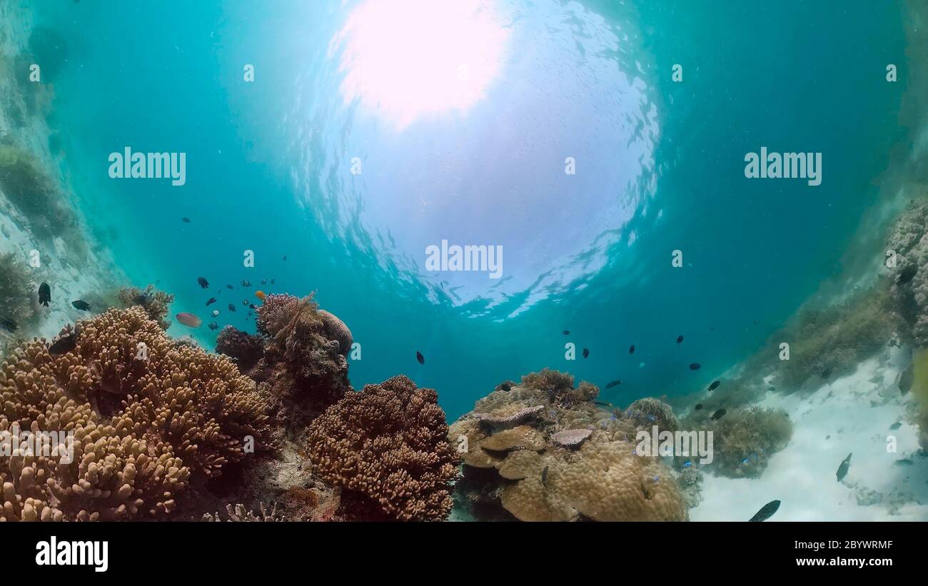 Tropical fishes and coral reef at diving. Beautiful underwater world ...