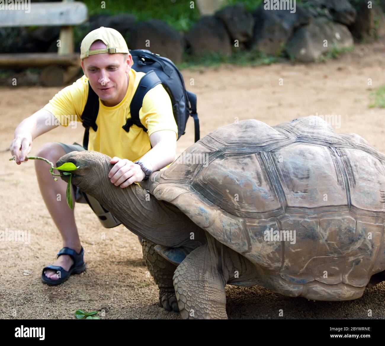 African forest turtle hi-res stock photography and images - Alamy