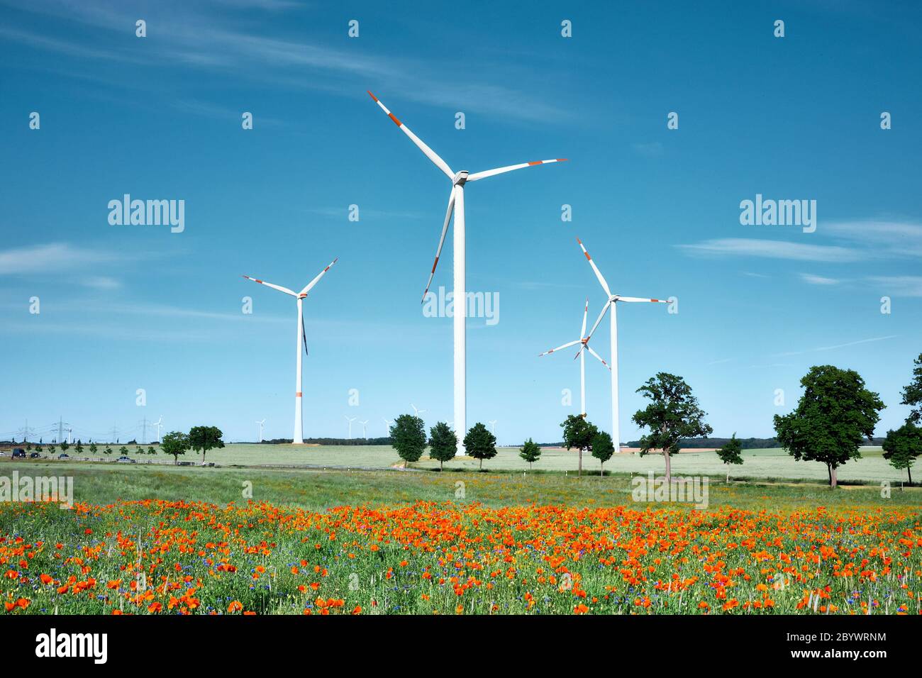Modern wind turbines in flower field with red poppy and blue ...