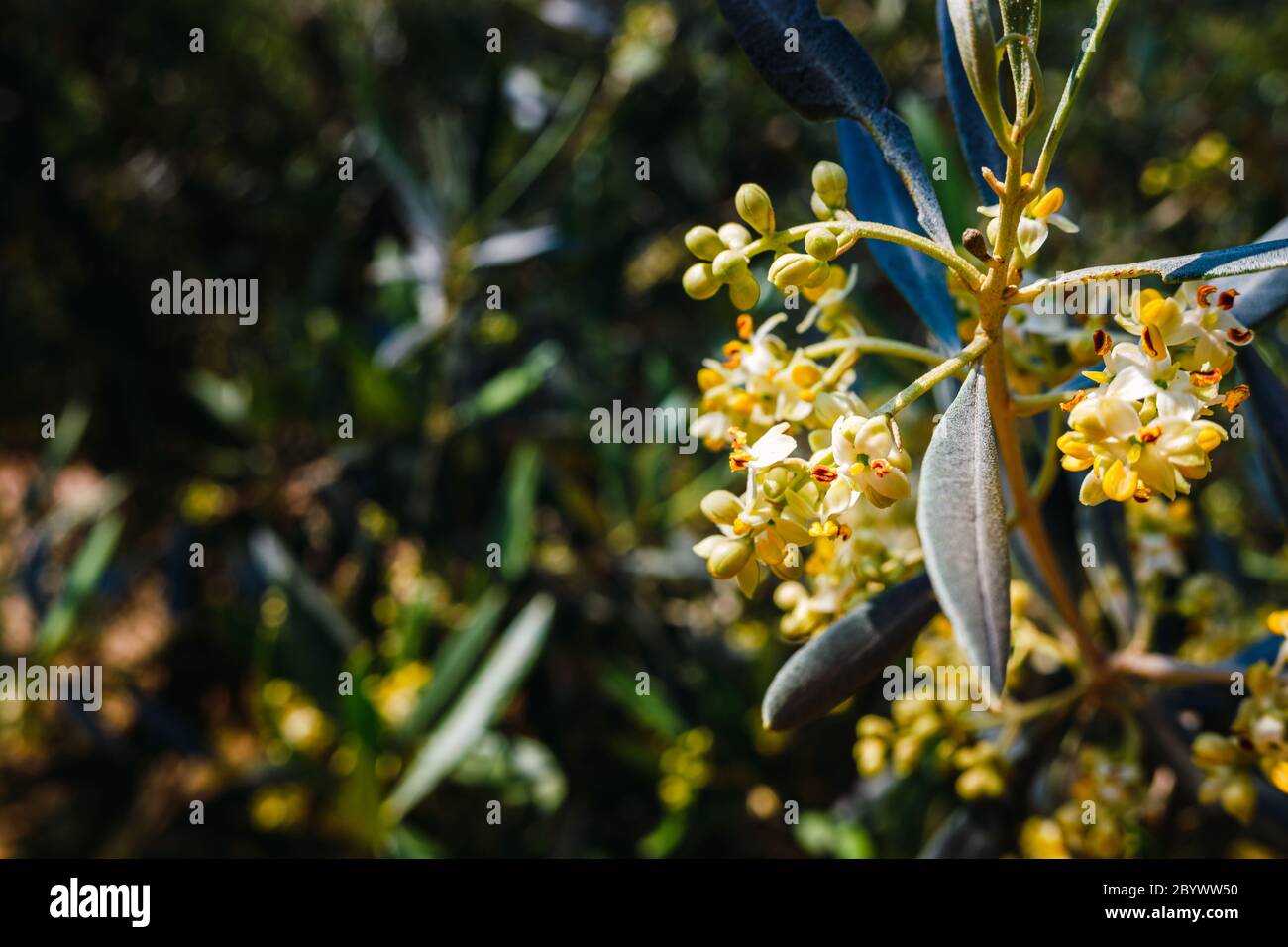 Blooming flowers of a pollen-laden Mediterranean olive tree Stock Photo ...