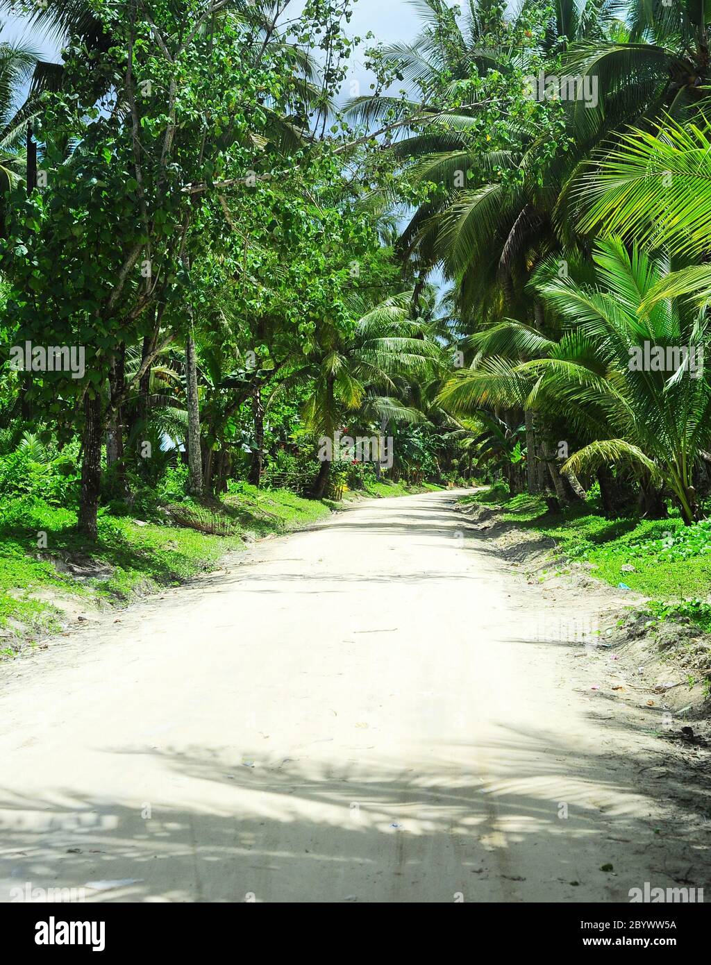 Road in tropical jungle Stock Photo - Alamy