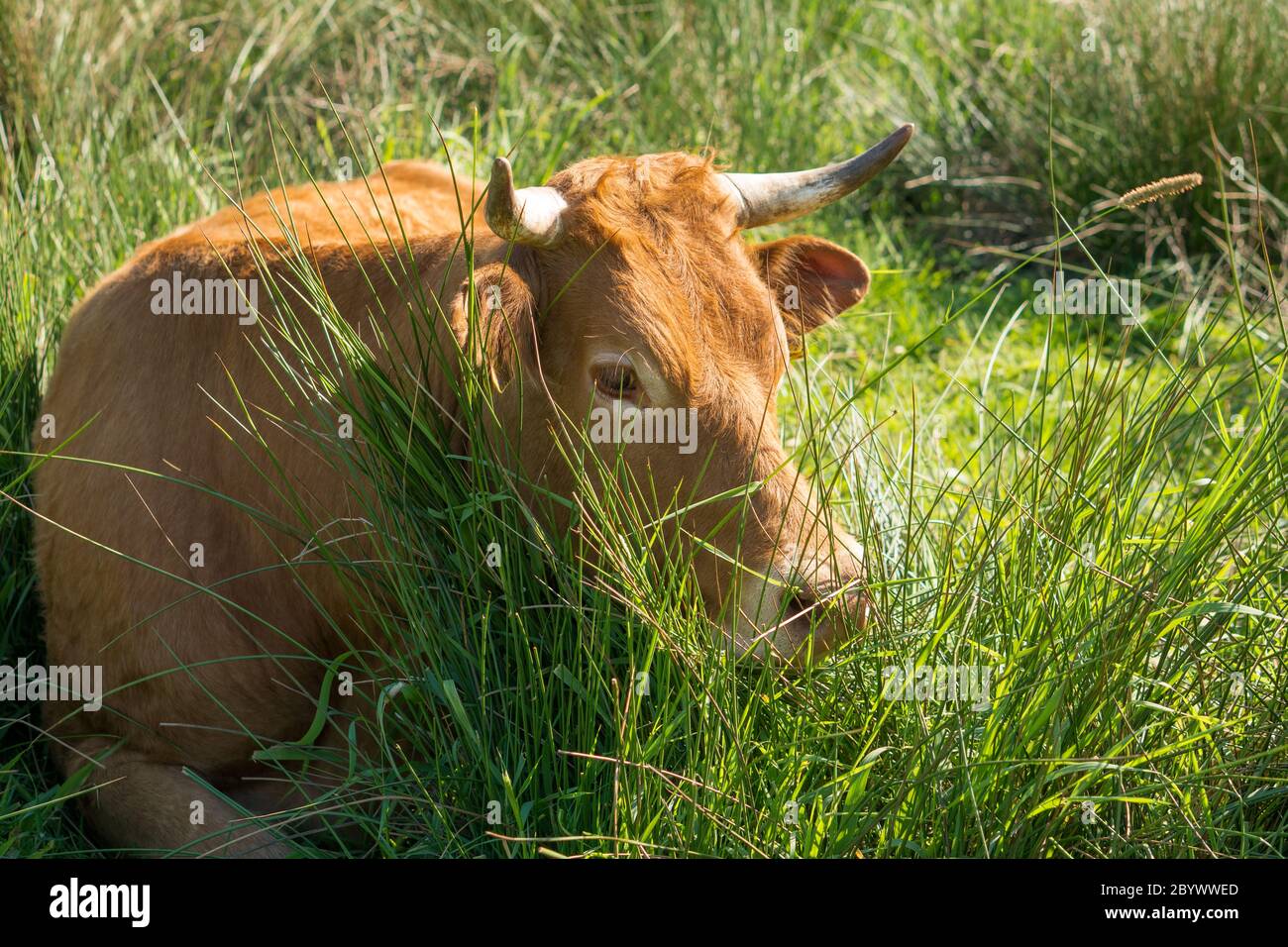 cow posing for a portrait in the meadow Stock Photo - Alamy