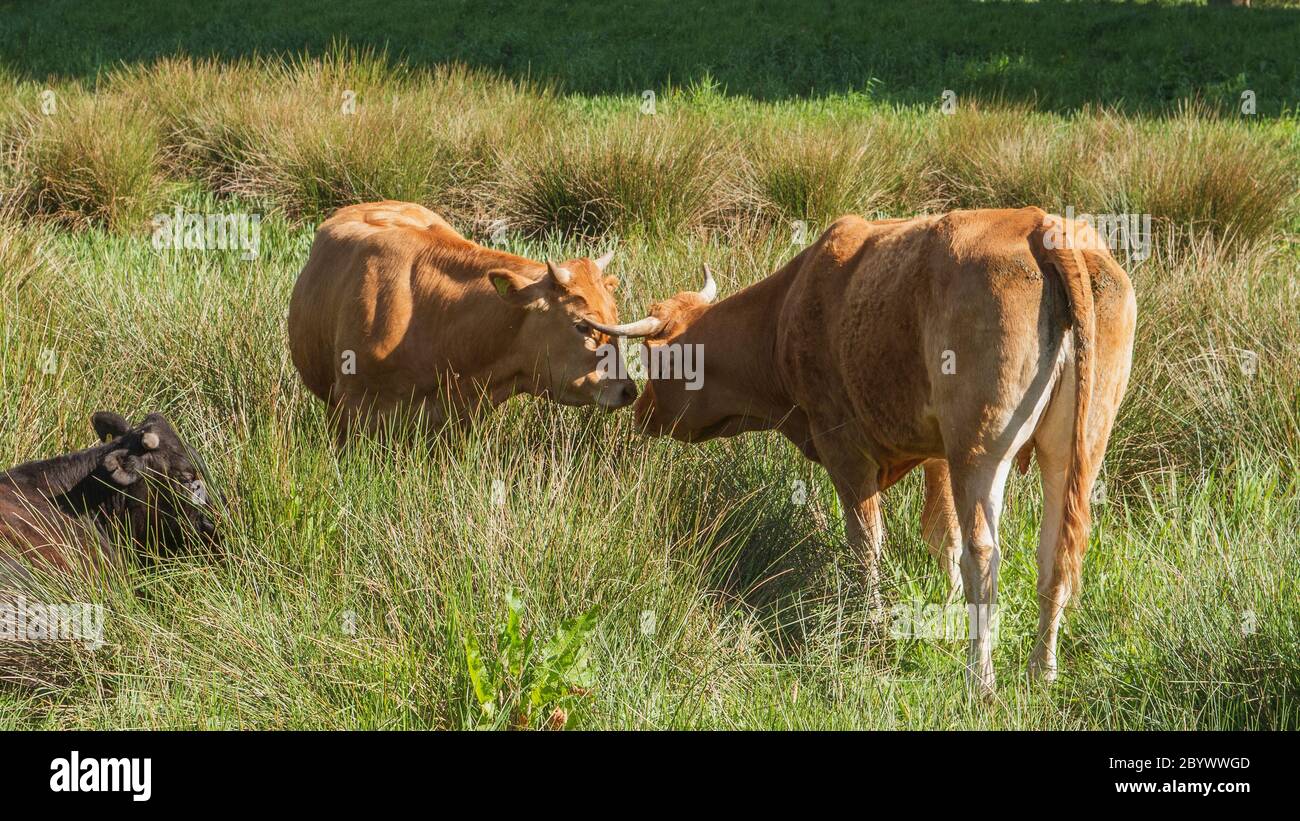 cows showing affection for each other Stock Photo - Alamy