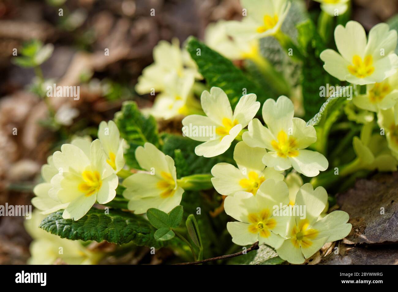 Photo beautiful white flower hi-res stock photography and images - Alamy