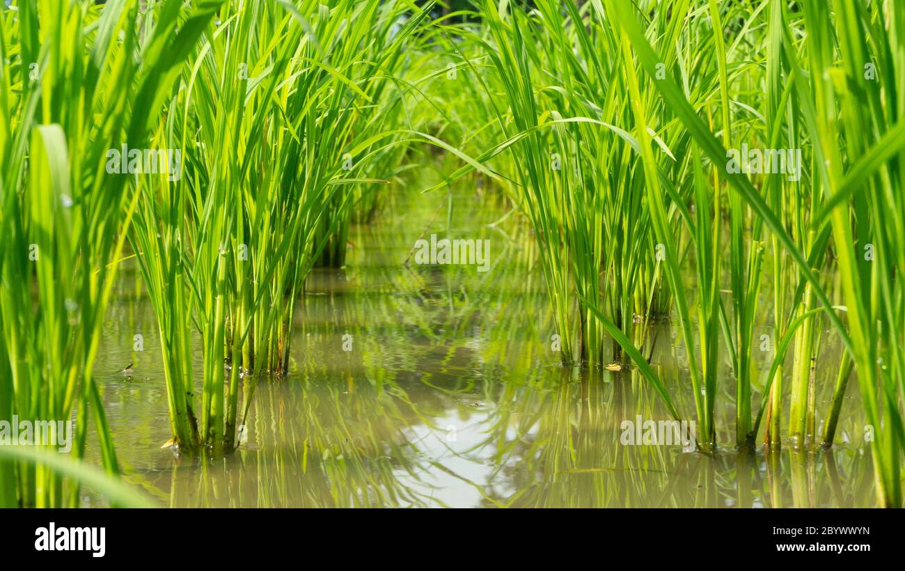 Rice plant anatomy hi-res stock photography and images - Alamy
