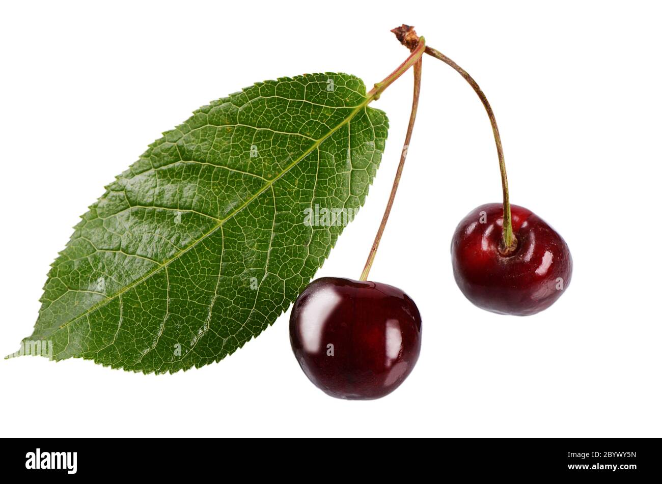 Black cherry leaves hi-res stock photography and images - Alamy