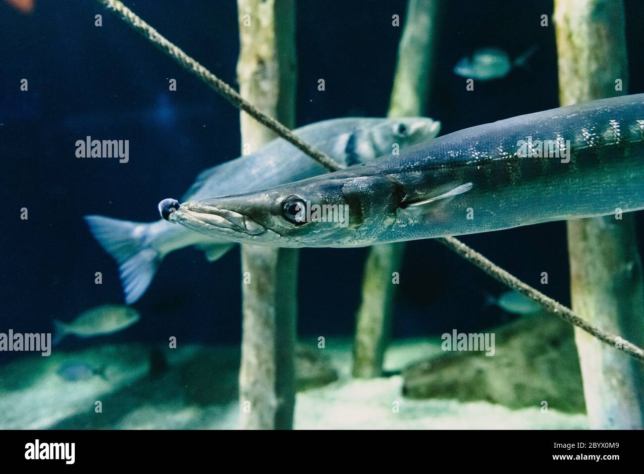 European Barracuda swimming in an aquarium Stock Photo - Alamy