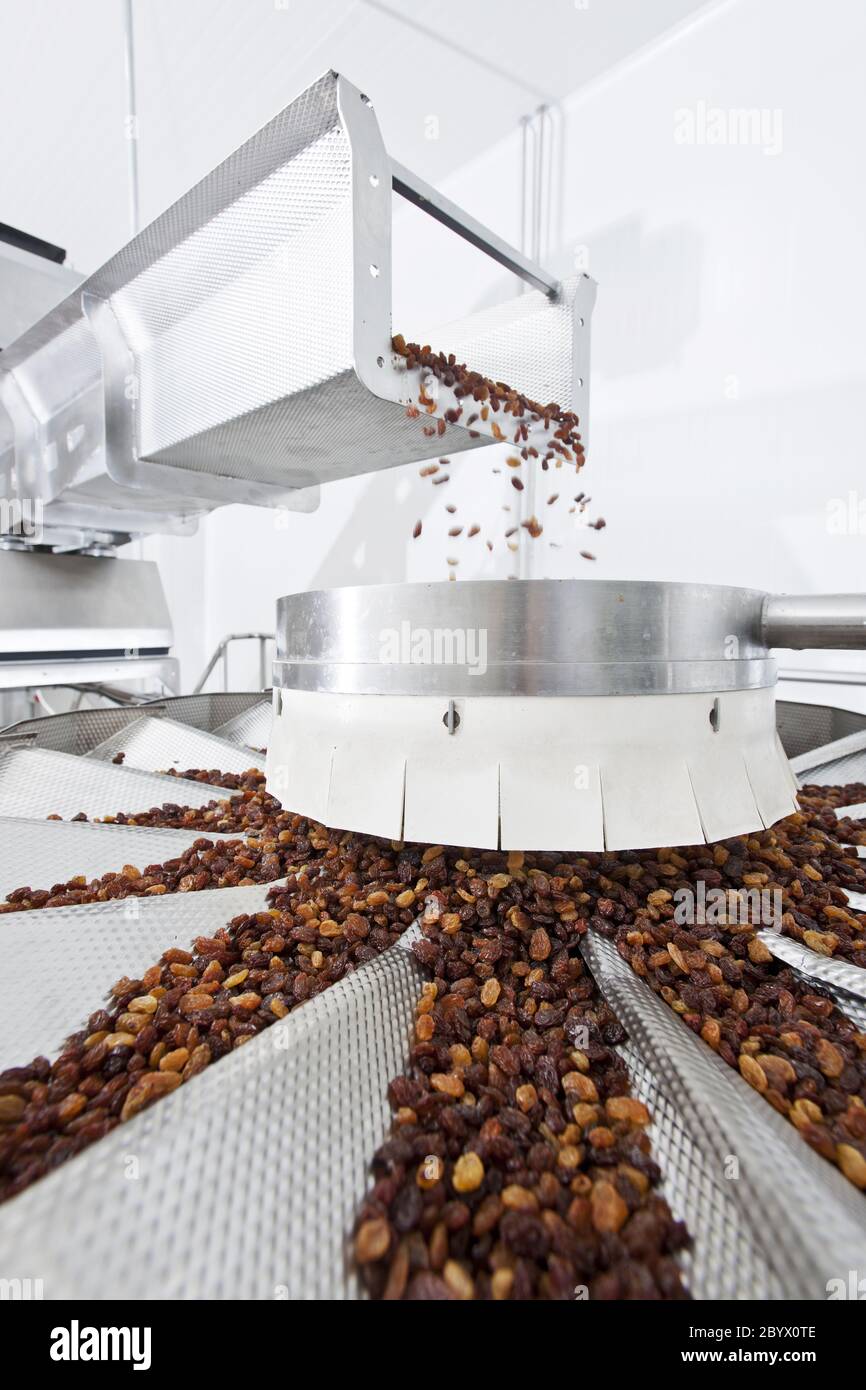 raisins in raisin production factory packaging Stock Photo - Alamy