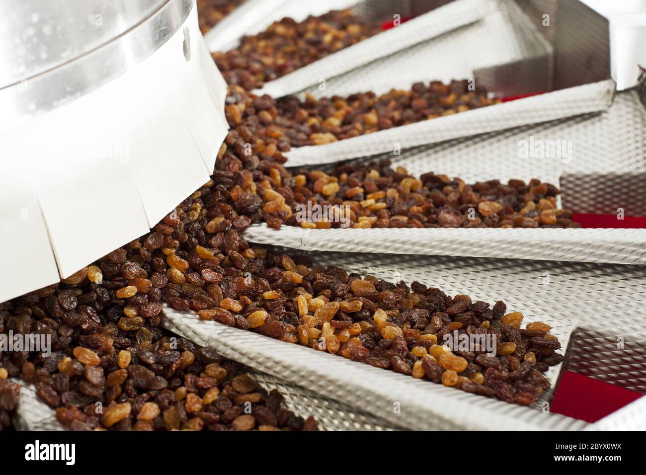 raisins in raisin production factory packaging Stock Photo - Alamy