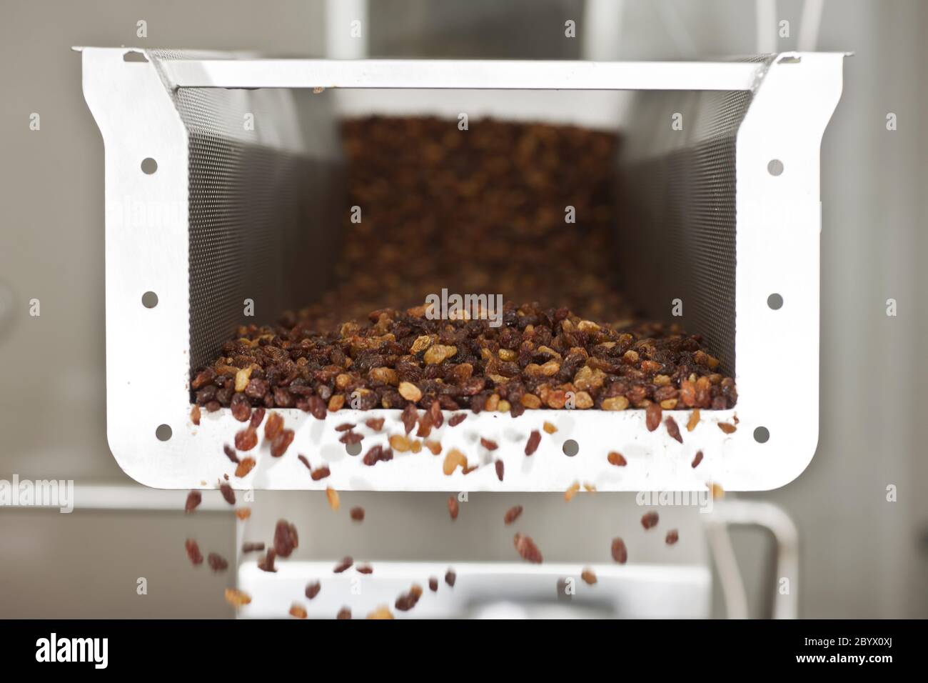 raisins in raisin production factory packaging Stock Photo - Alamy