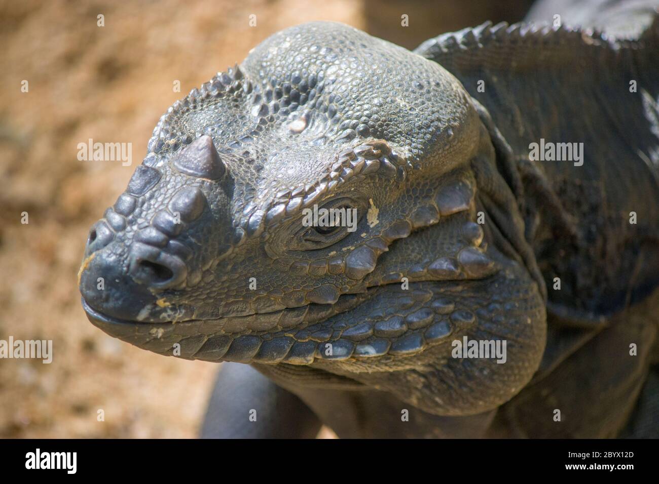 The rhinoceros iguana (Cyclura cornuta) is a threatened species of ...