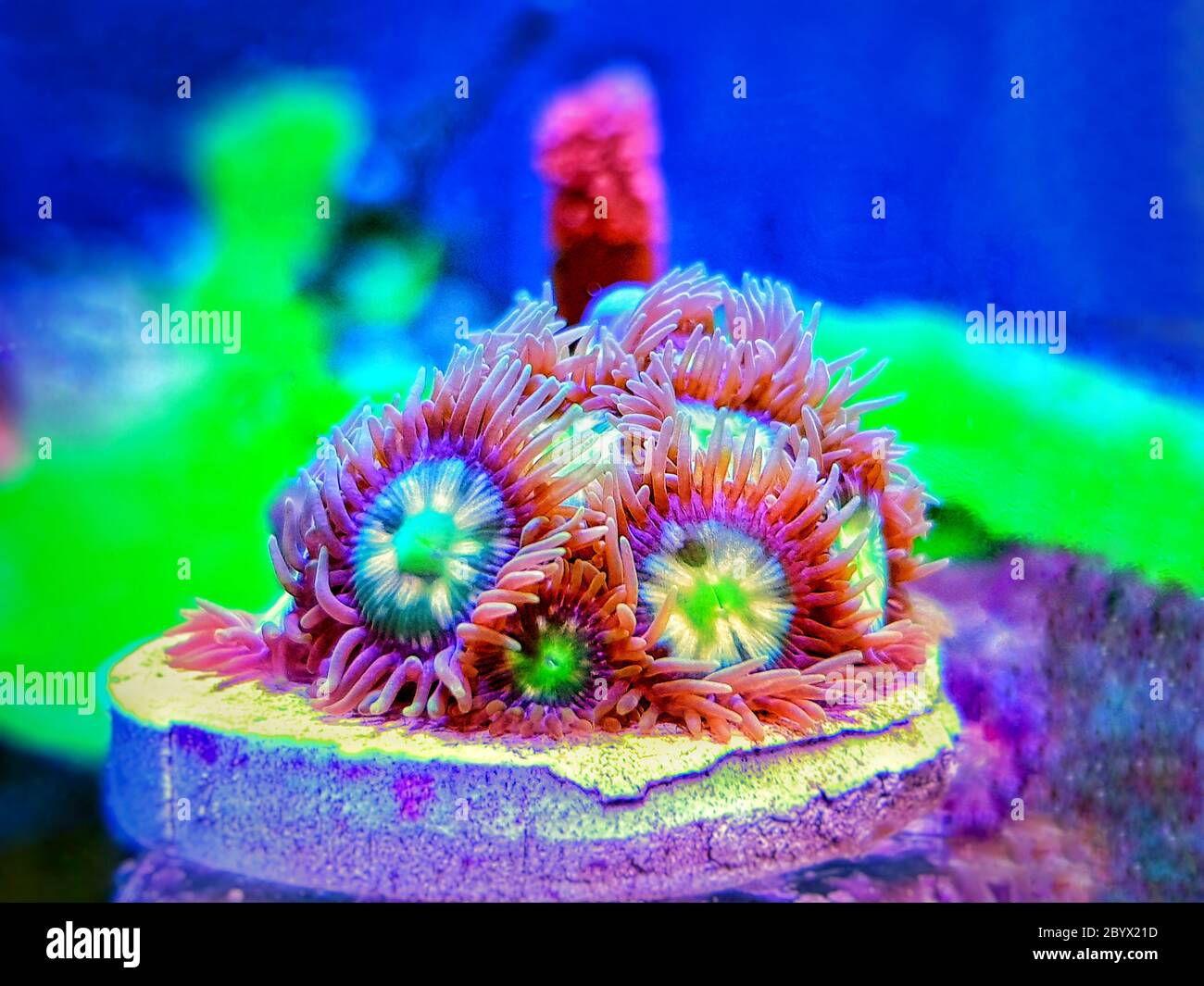 Zoanthids soft polyps - Flowers of the reef aquarium tanks Stock Photo ...