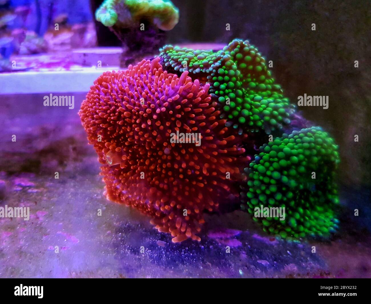 Ricordea yuma polyps ear mushroom coral - Ricordeidae sp Stock Photo ...