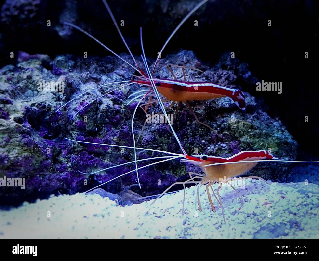 Pacific skunk cleaner saltwater reef shrimp - Lysmata amboinensis Stock ...