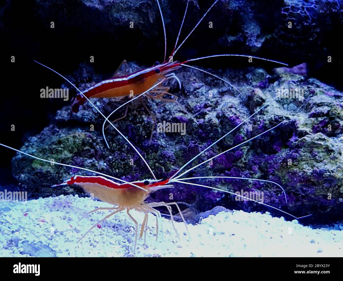 Pacific skunk cleaner saltwater reef shrimp - Lysmata amboinensis Stock ...