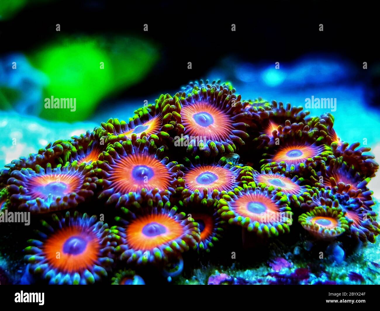 Zoanthids soft polyps - Flowers of the reef aquarium tanks Stock Photo ...