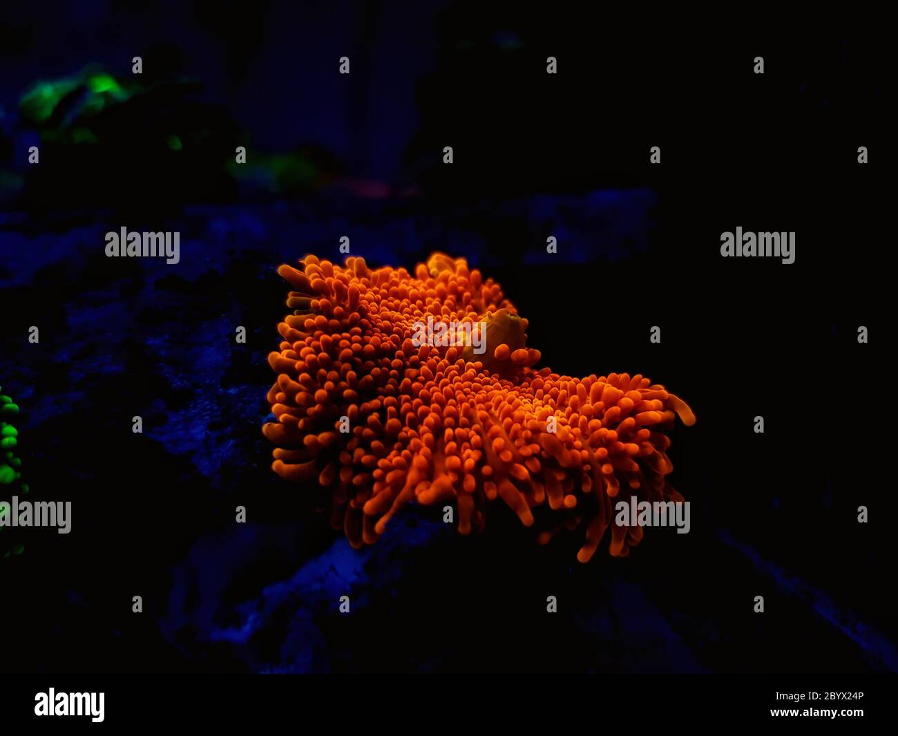 Ricordea yuma polyps ear mushroom coral - Ricordeidae sp Stock Photo ...