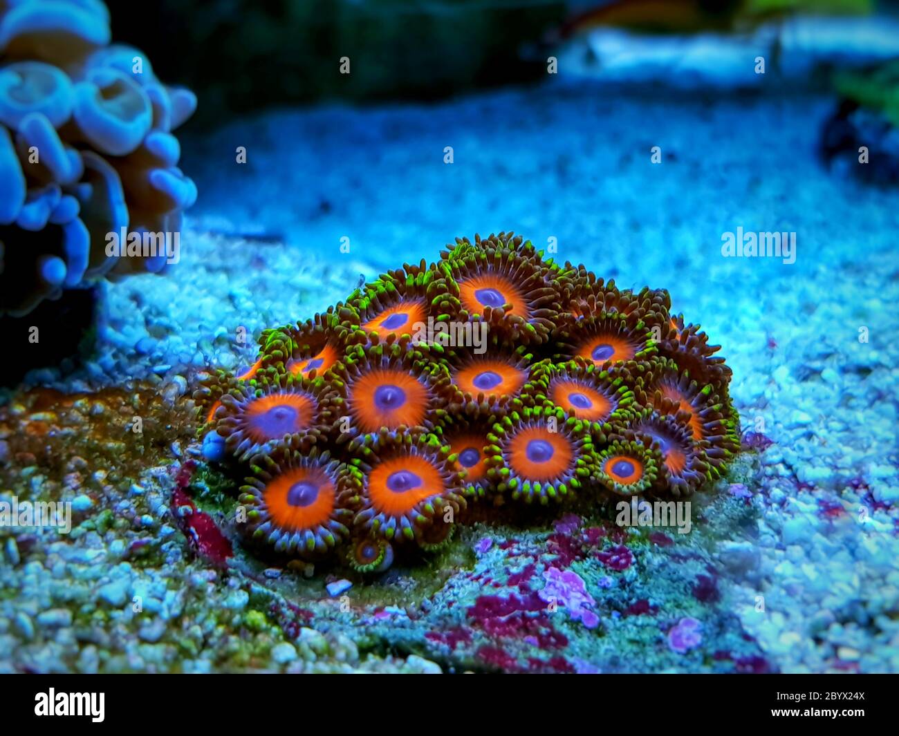 Zoanthids soft polyps - Flowers of the reef aquarium tanks Stock Photo ...