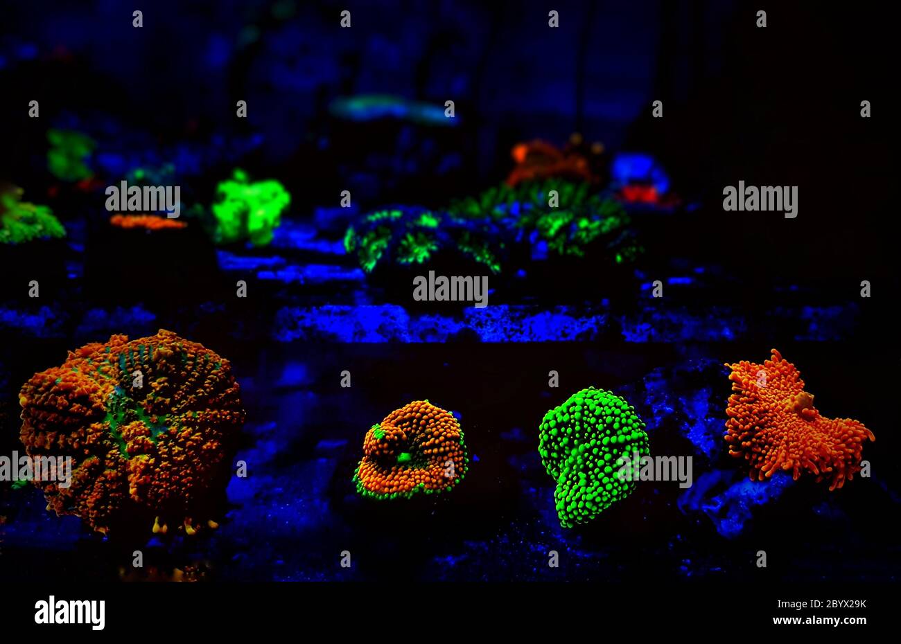 Sticky coral mushroom hi-res stock photography and images - Alamy