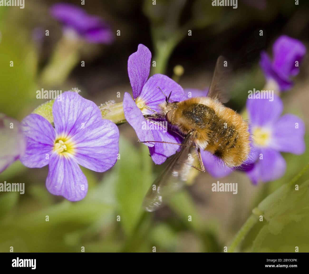 Fly of bee hi-res stock photography and images - Alamy
