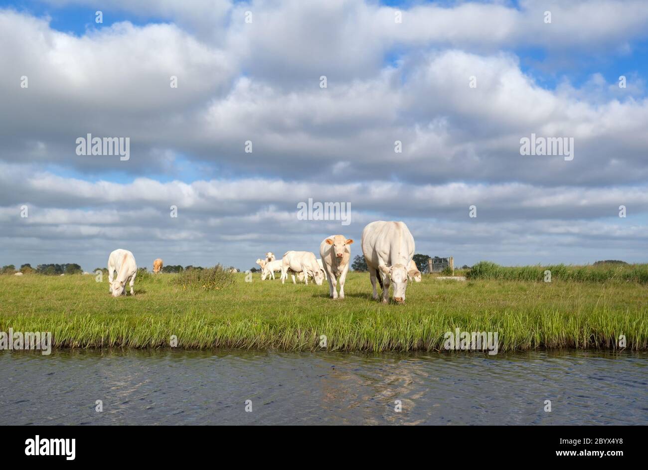 River cattle hi-res stock photography and images - Alamy
