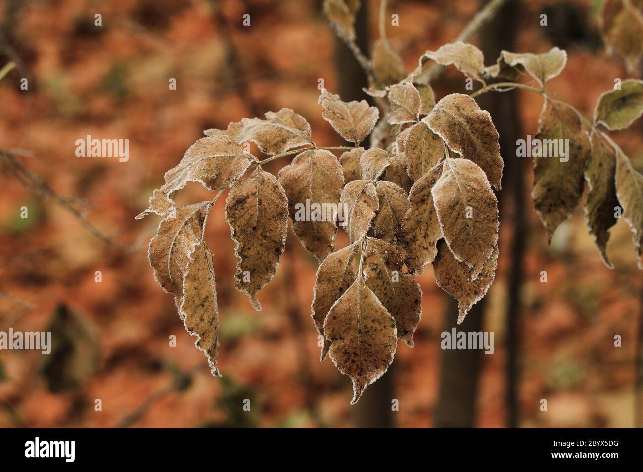 Frozen orange hi-res stock photography and images - Alamy