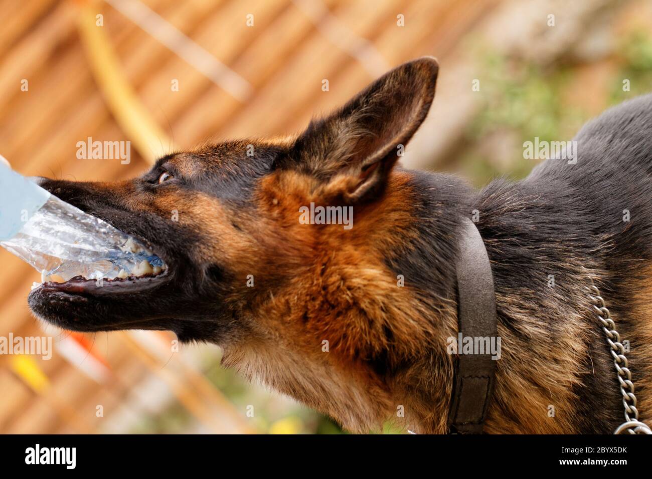 German shepherd face hi-res stock photography and images - Alamy