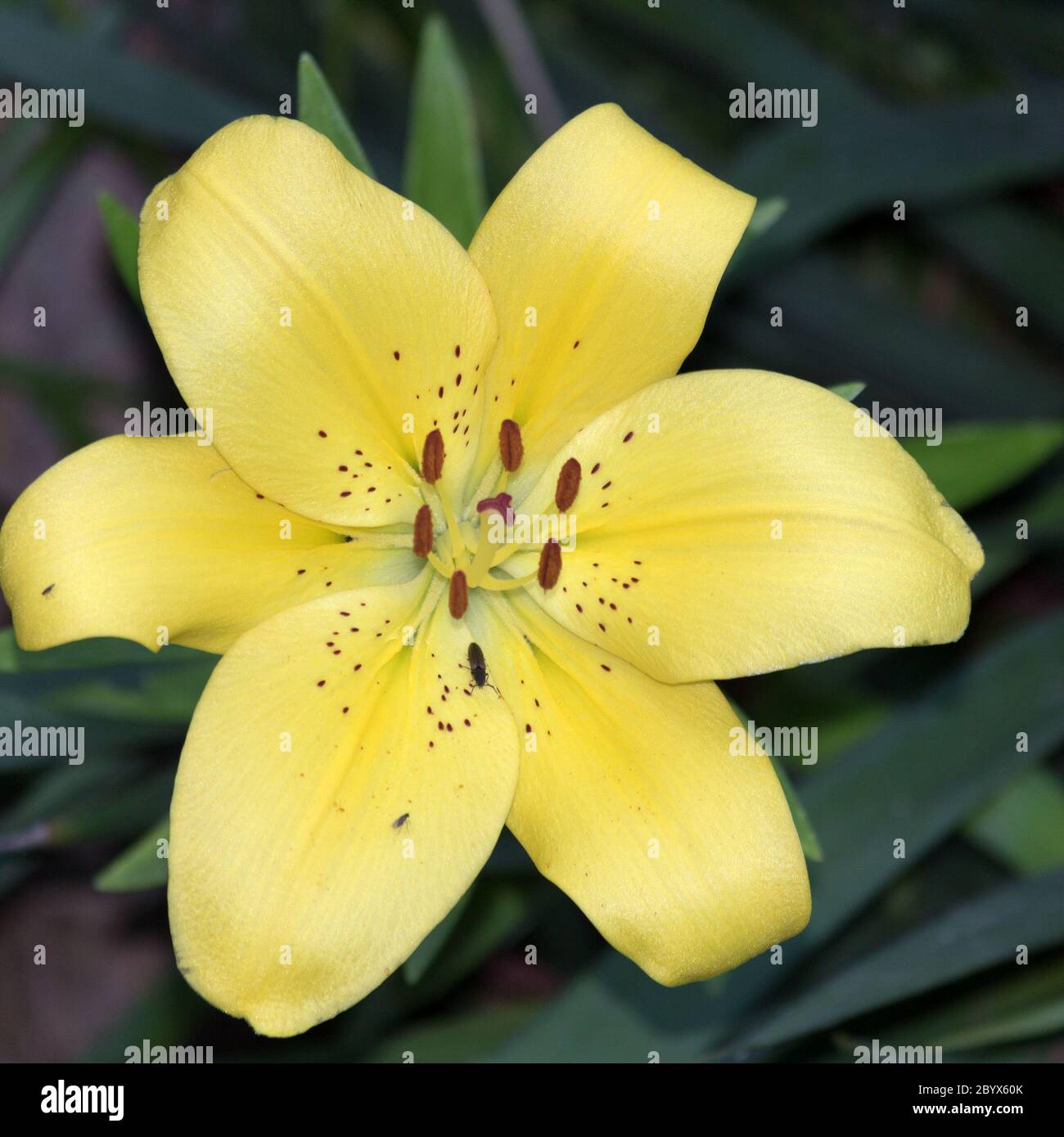 Lily Flower Yellow Stock Photo - Alamy