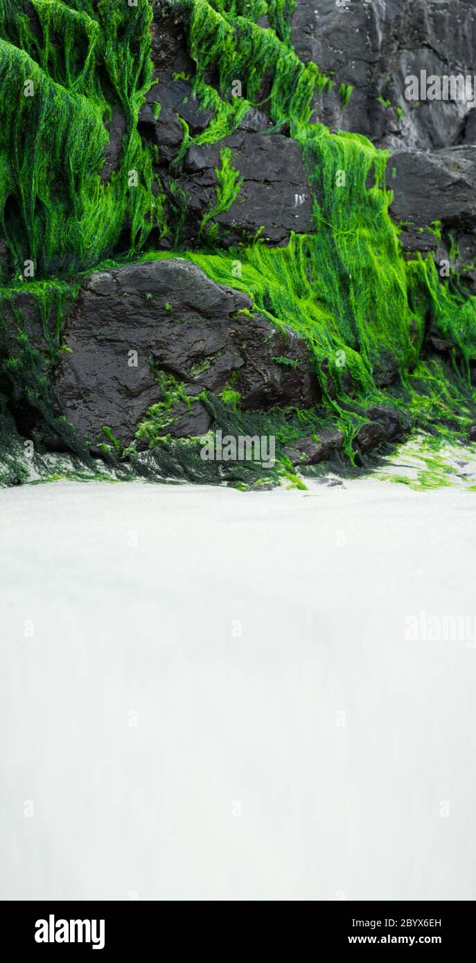 Green seaweed photosynthesis hi-res stock photography and images - Alamy
