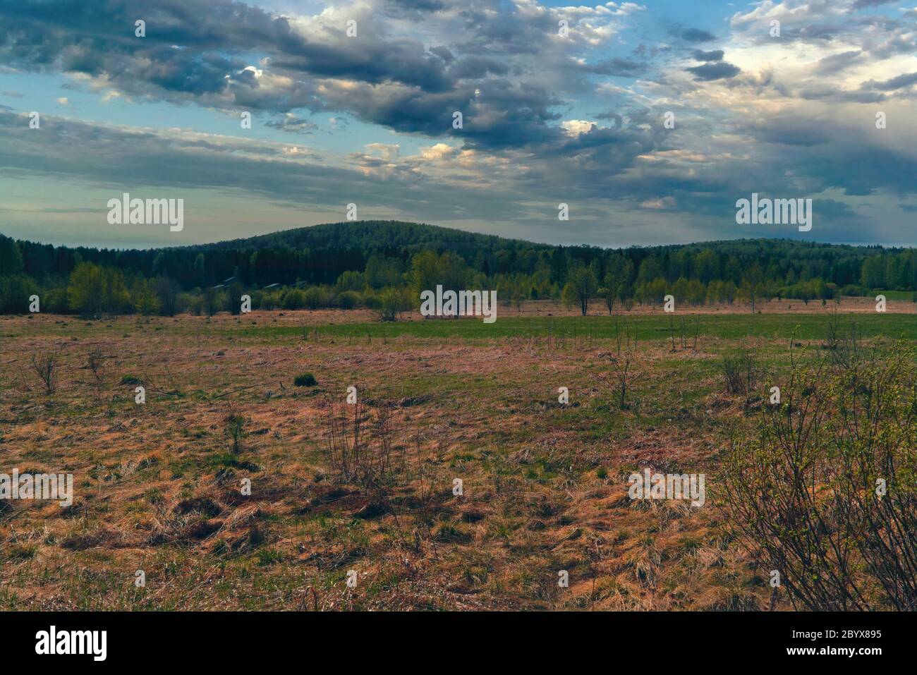 Landscape early spring trees with open leaves against the sky and ...