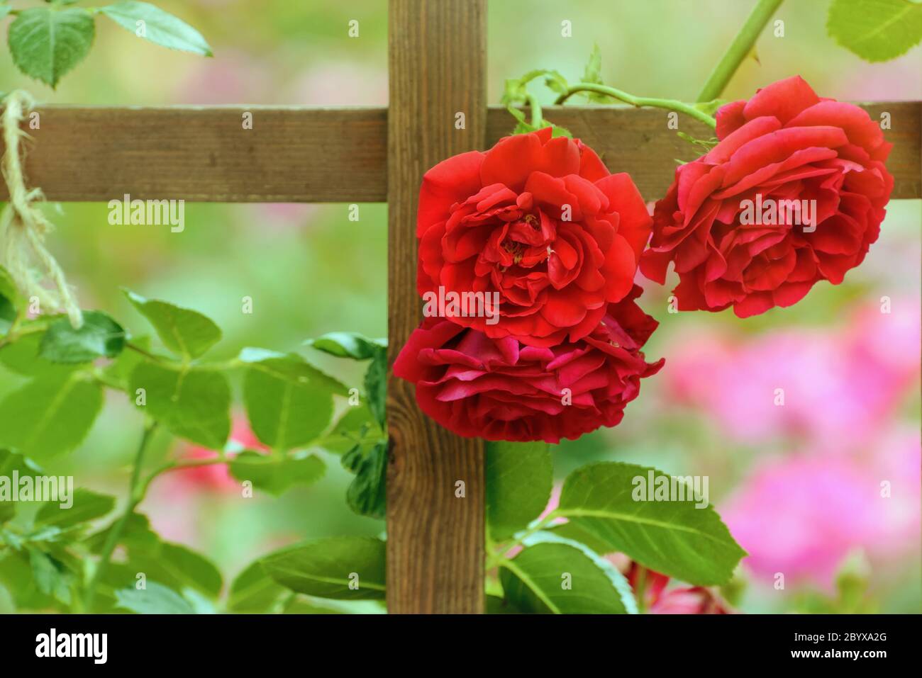 Open red roses hi-res stock photography and images - Alamy