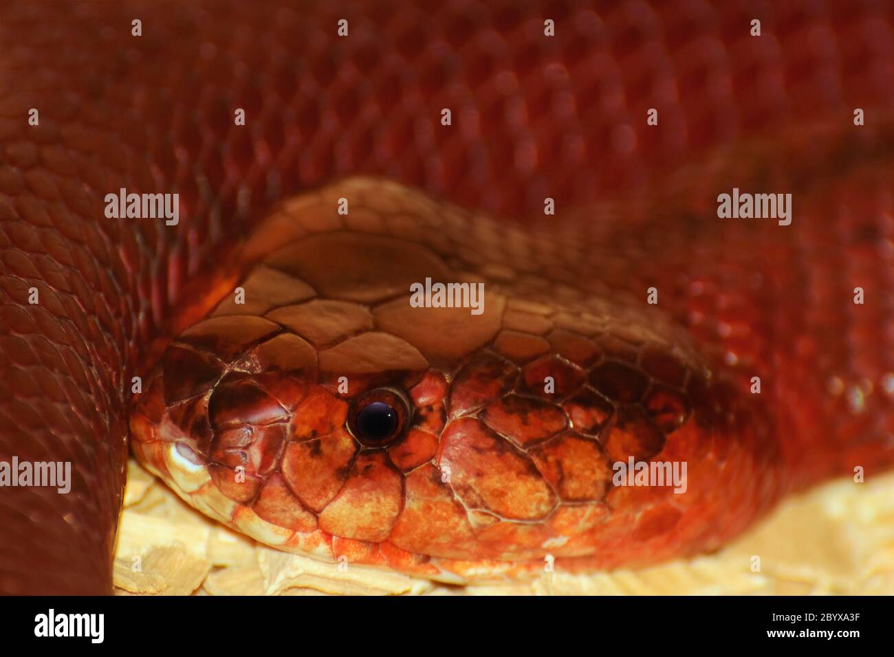 Red Spitting Cobra Stock Photo - Alamy