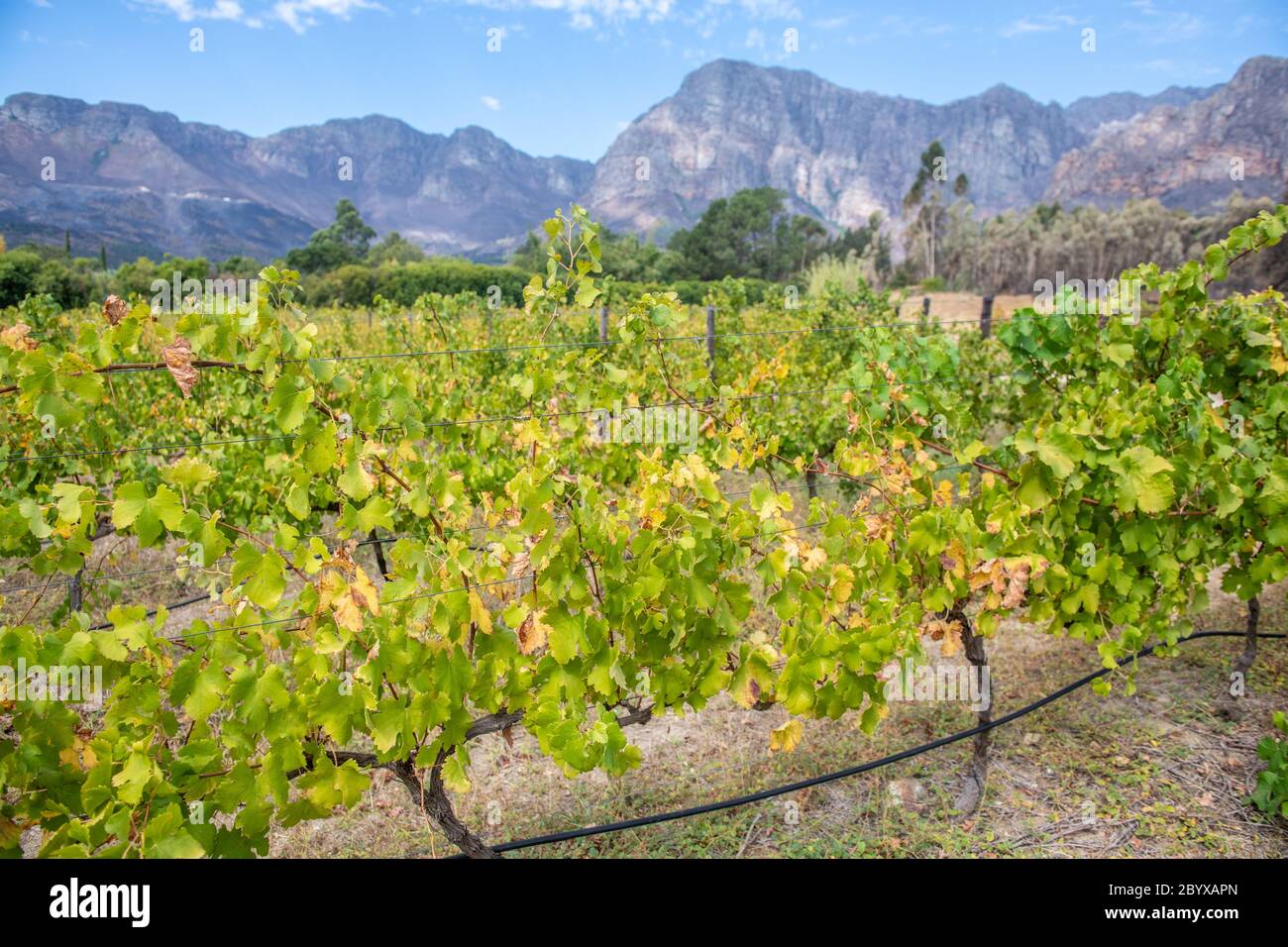 Rows of healthy growing grape vines , Franschhoek, Western Cape, South ...